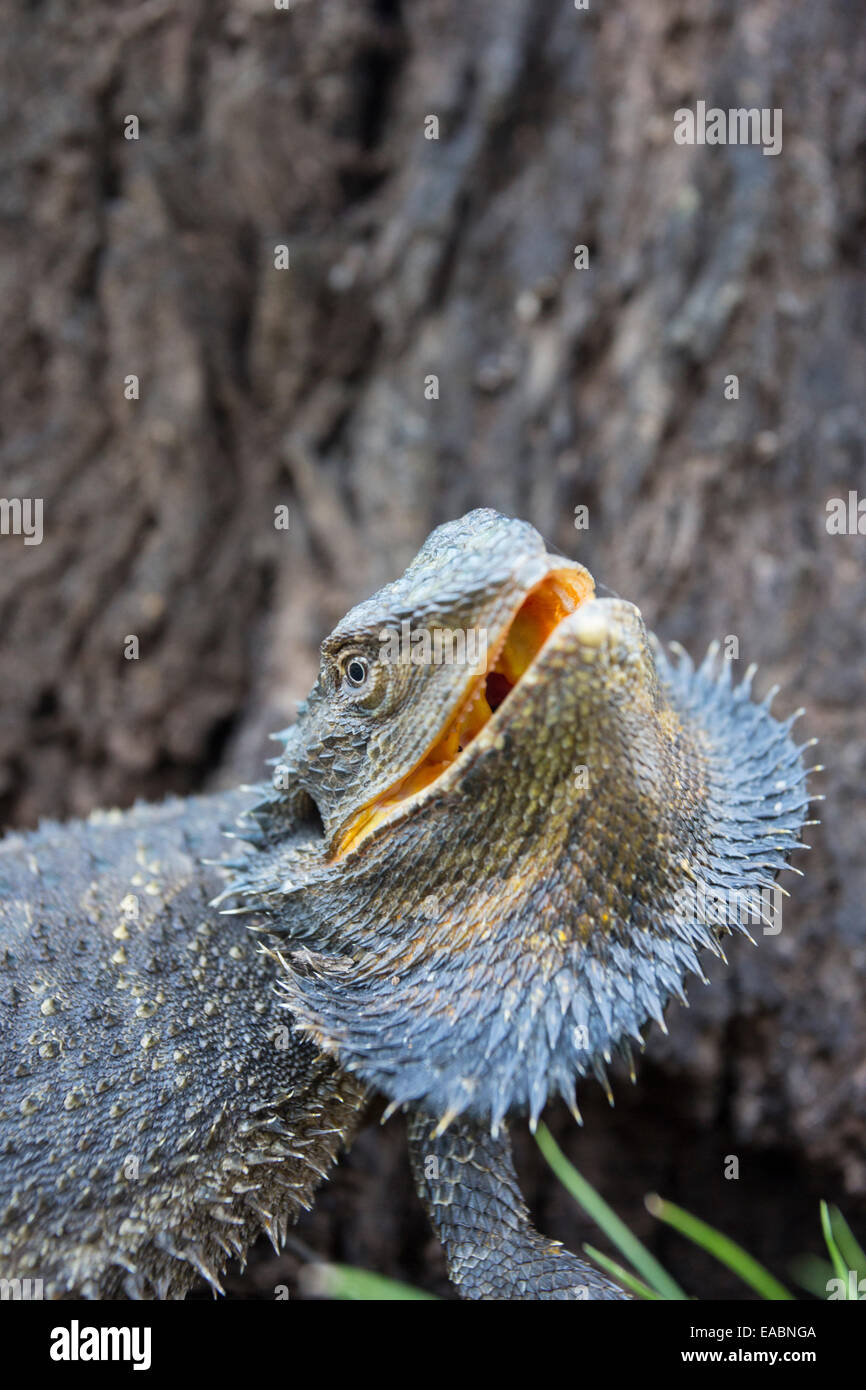 Bearded dragon barbata hi-res stock photography and images - Alamy