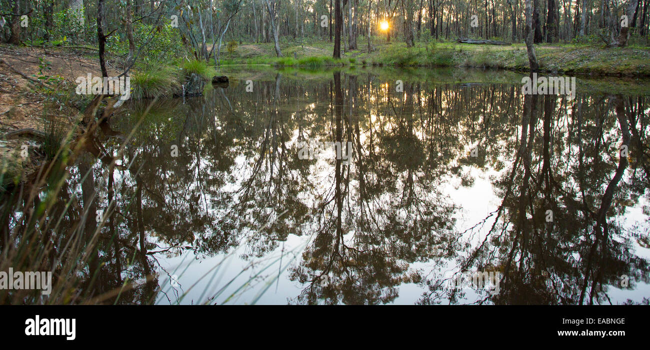 Reflections of trees in a small dam, Chiltern Box-Ironbark National ...