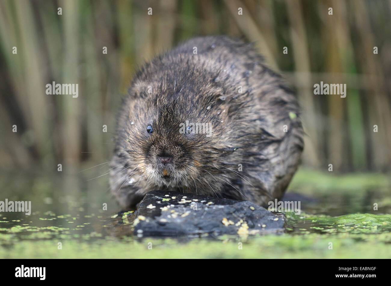 Amphibious Rodent High Resolution Stock Photography and Images - Alamy