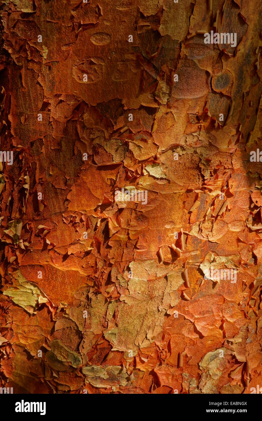 Peeling maple tree bark hi-res stock photography and images - Alamy