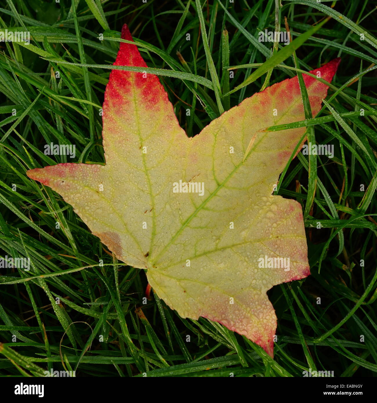 Sweet Gum Leaf Stock Photo - Alamy