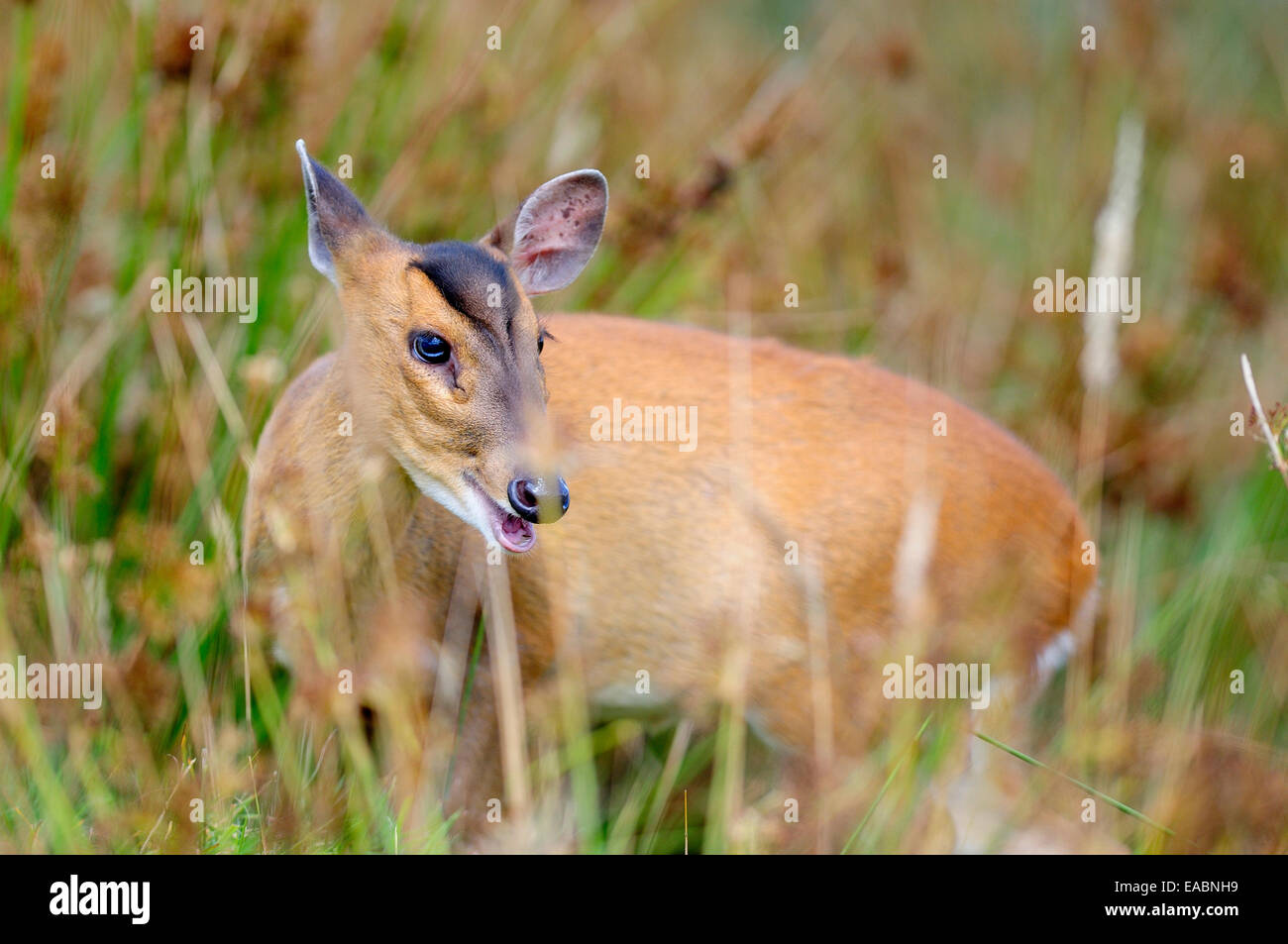 oung male muntjac deer Stock Photo - Alamy