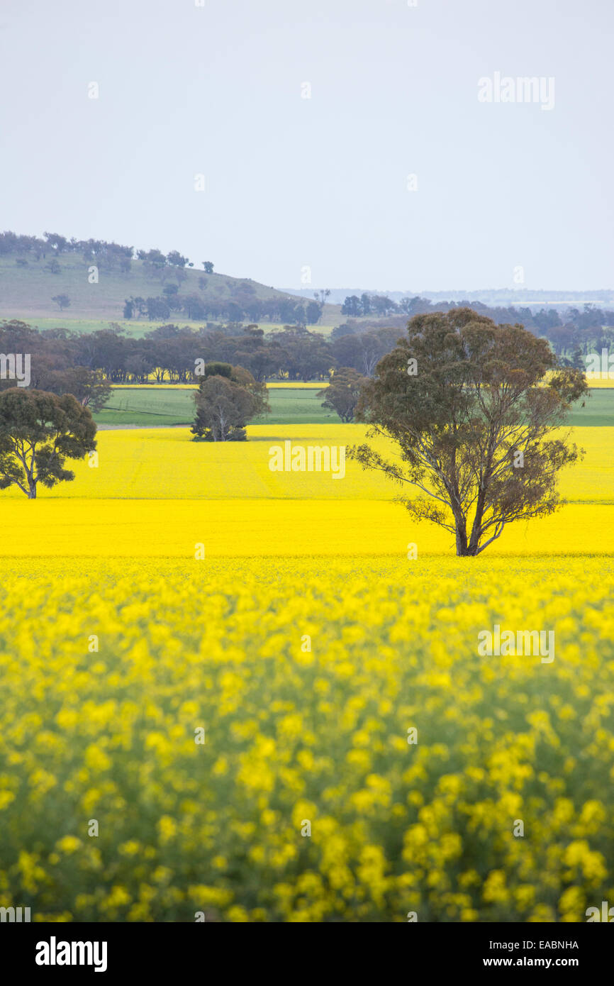 Field of yellow rapeseed plants (Brassica napus) for production of ...