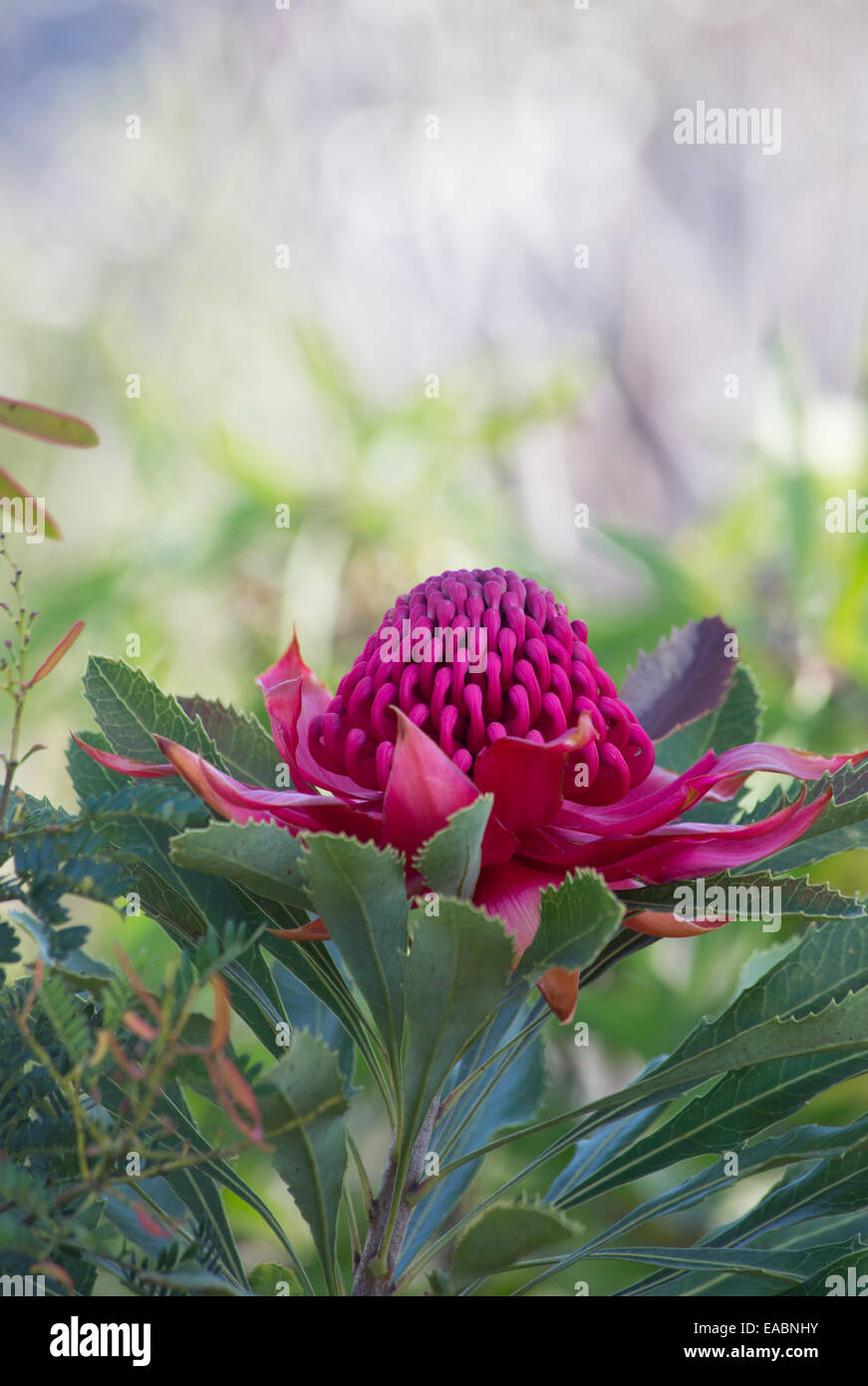Waratah flower hi-res stock photography and images - Alamy