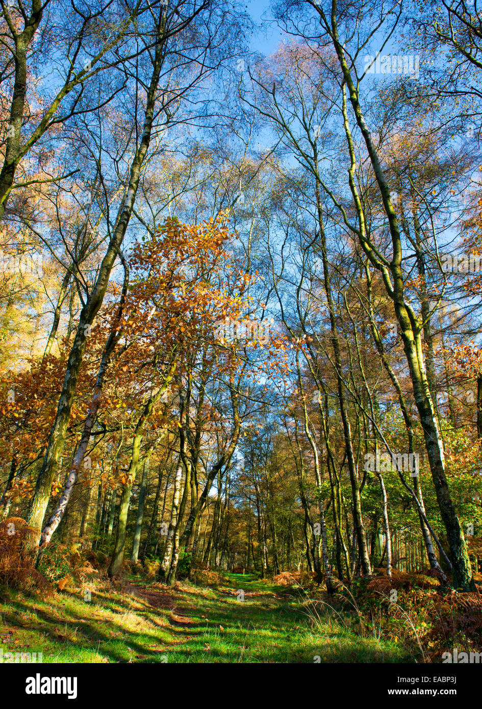 Mortimer forest hi-res stock photography and images - Alamy