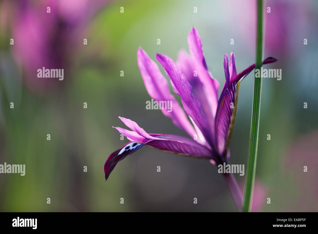 Iris, Iris reticulata 'Pauline', Purple subject Stock Photo - Alamy