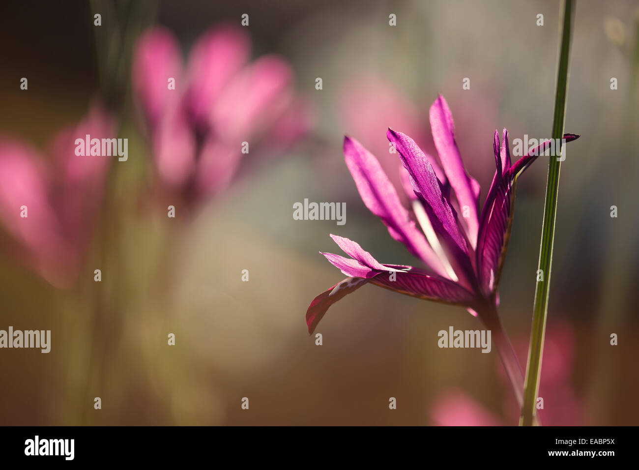 Iris, Iris reticulata 'Pauline', Purple subject Stock Photo - Alamy