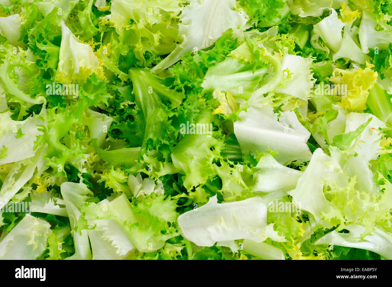closeup of chopped escarole endive Stock Photo - Alamy