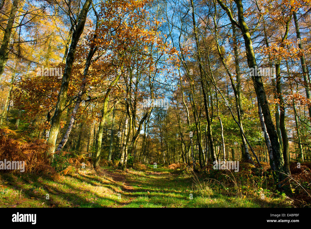 Mortimer forest hi-res stock photography and images - Alamy
