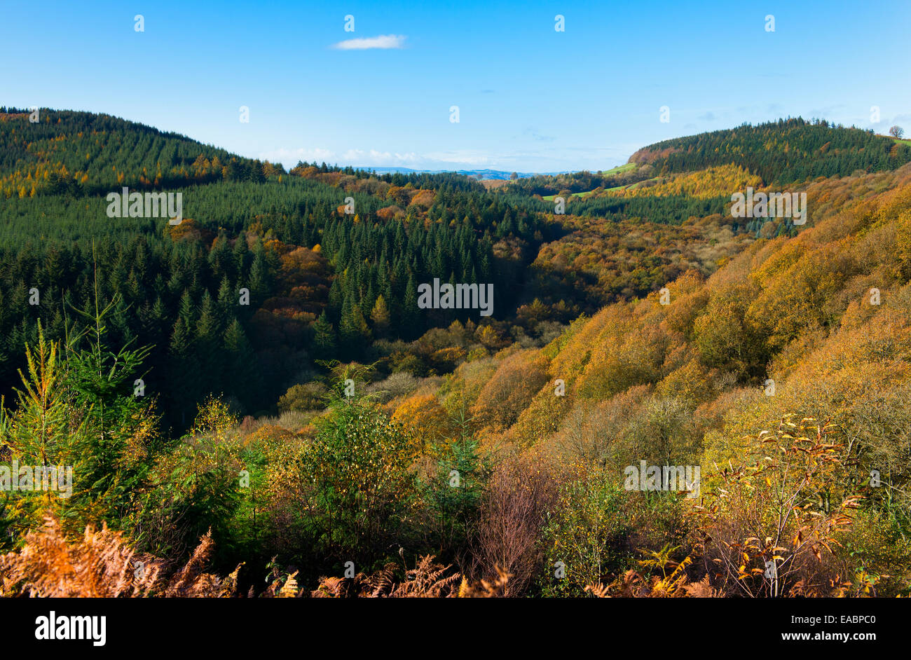 Autumn colour in Mortimer Forest, near Ludlow, Shropshire, England ...