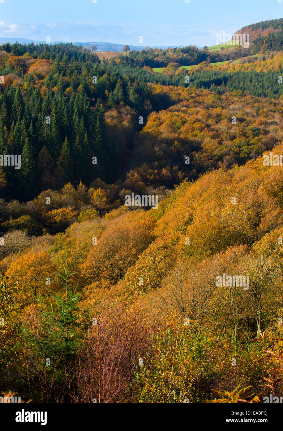 Mortimer forest ludlow hi-res stock photography and images - Alamy