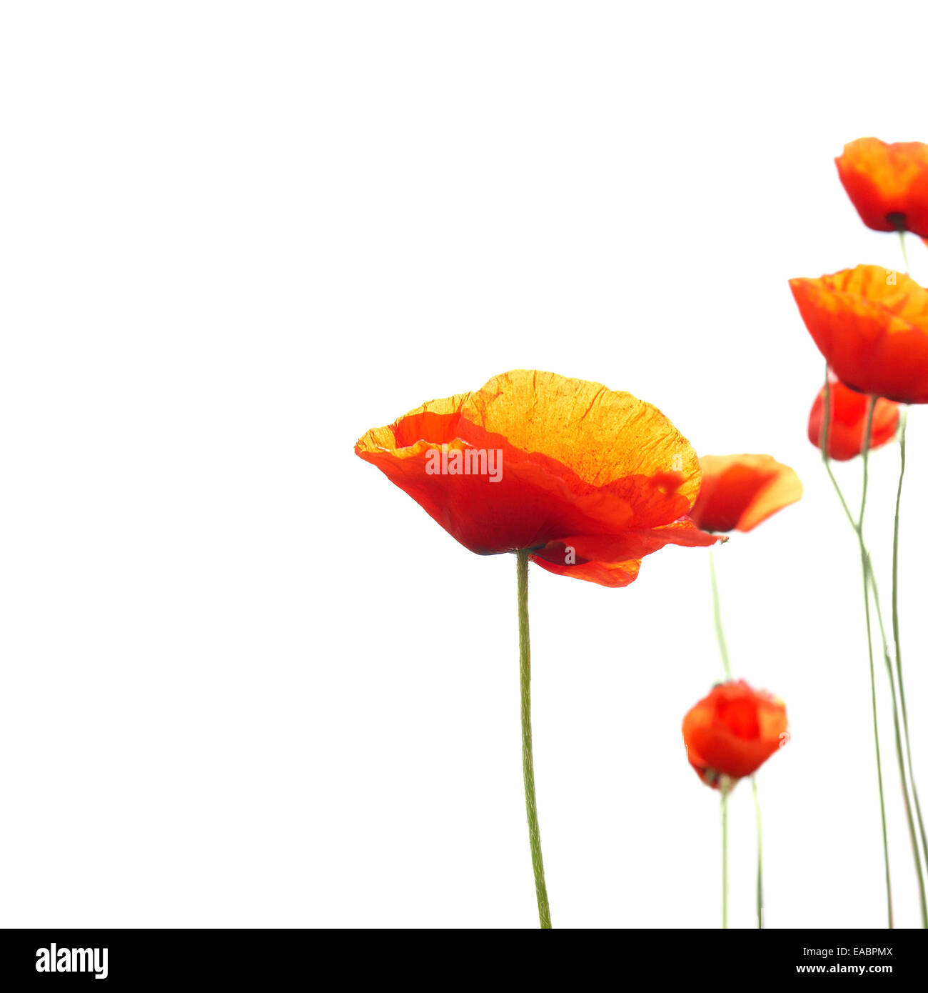 Beautiful red poppies isolated on white background Stock Photo - Alamy