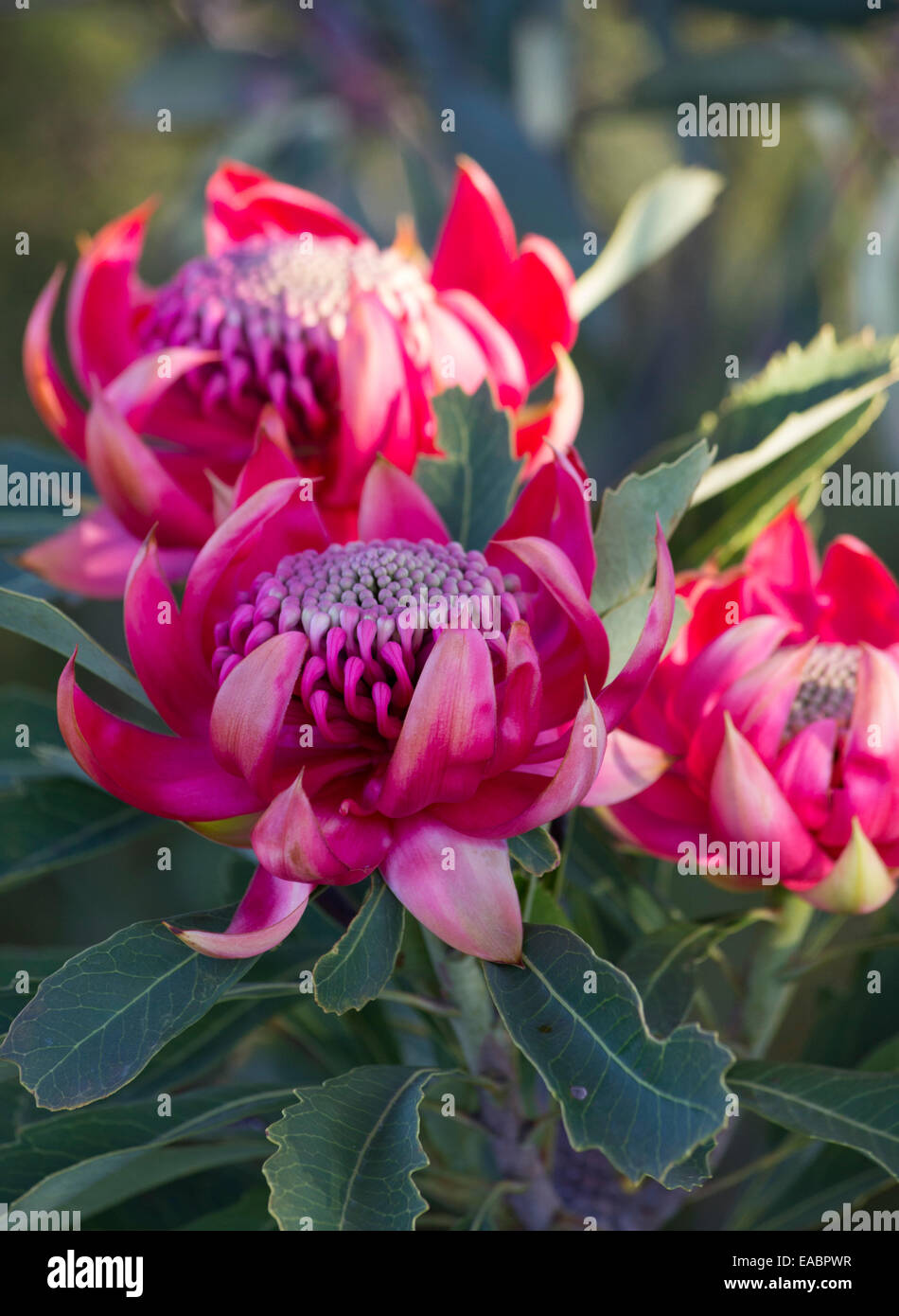 Beautiful red Waratah flower, Telopea speciosissima, Blue Mountains ...