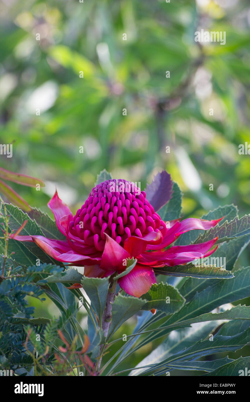 New south wales waratah telopea speciosissima hi-res stock photography ...