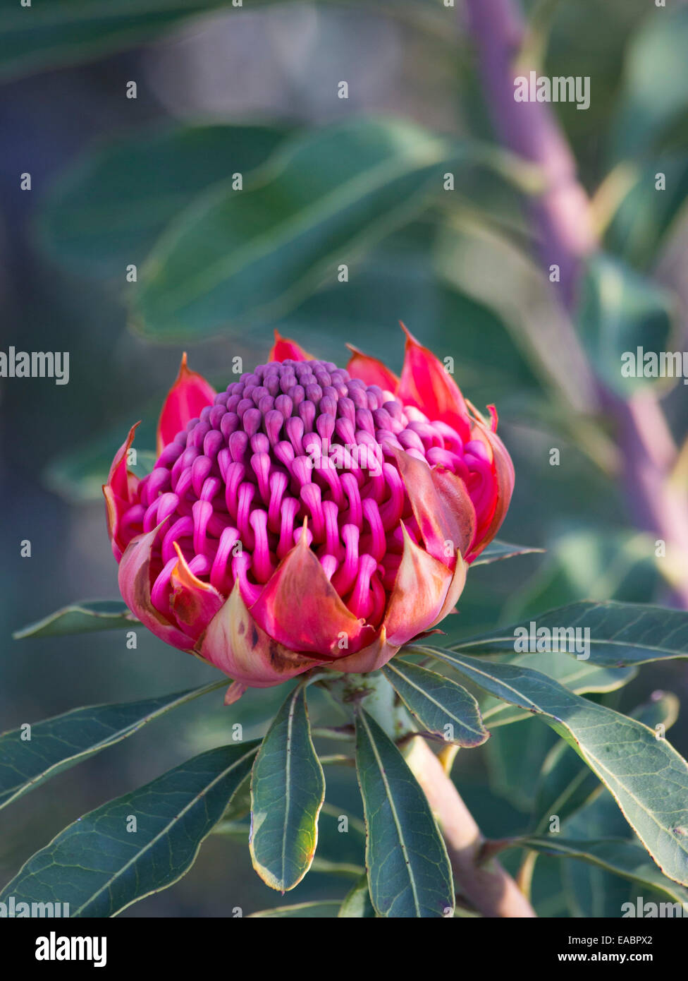Waratah Flower High Resolution Stock Photography and Images - Alamy
