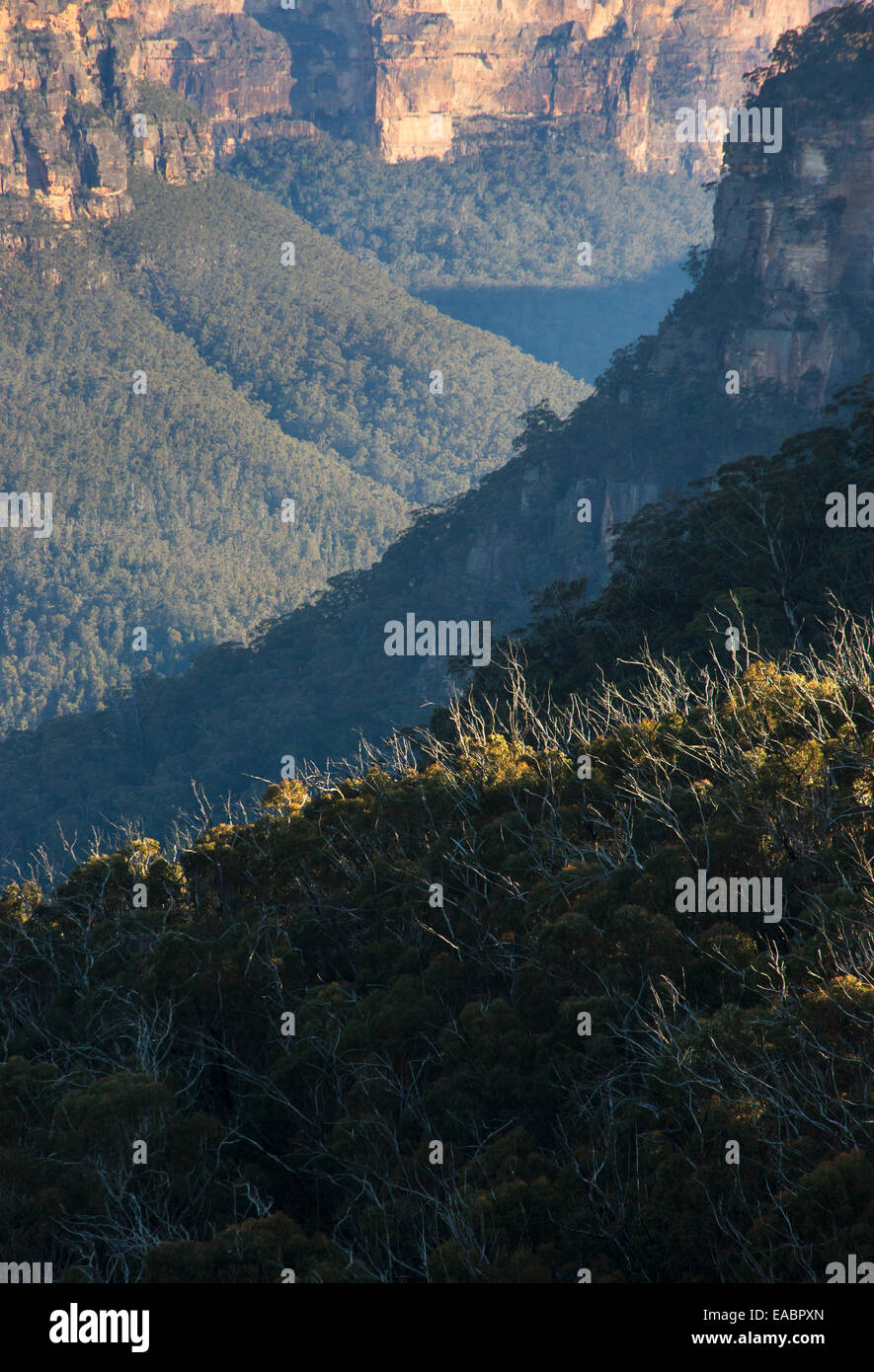 View of bushland and rugged sandstone cliffs in Blue Mountains National ...
