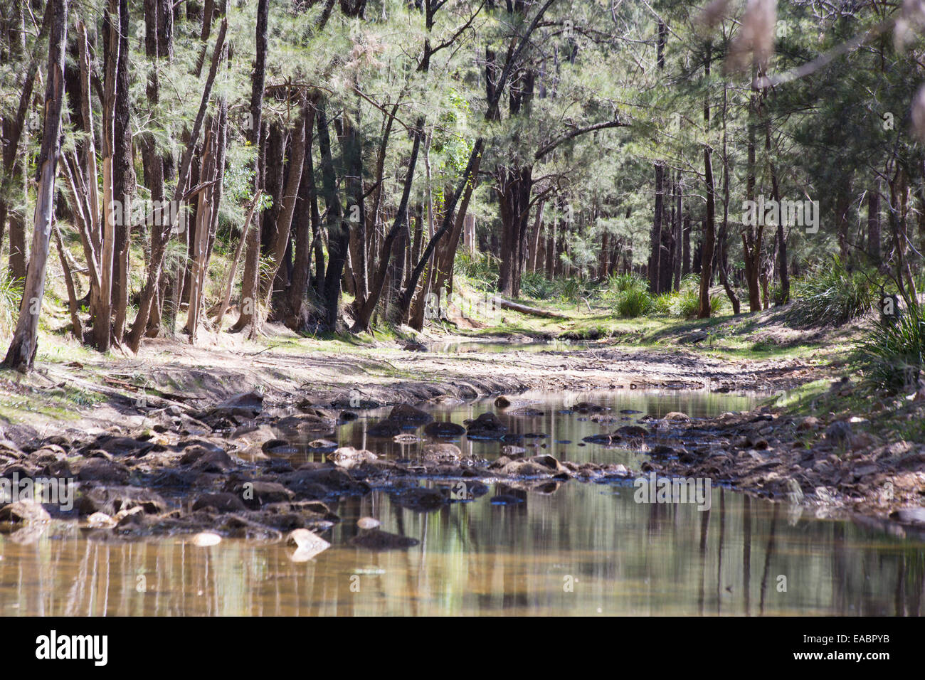 River Oaks along the Capertee River, Capertee Valley, NSW, Australia ...