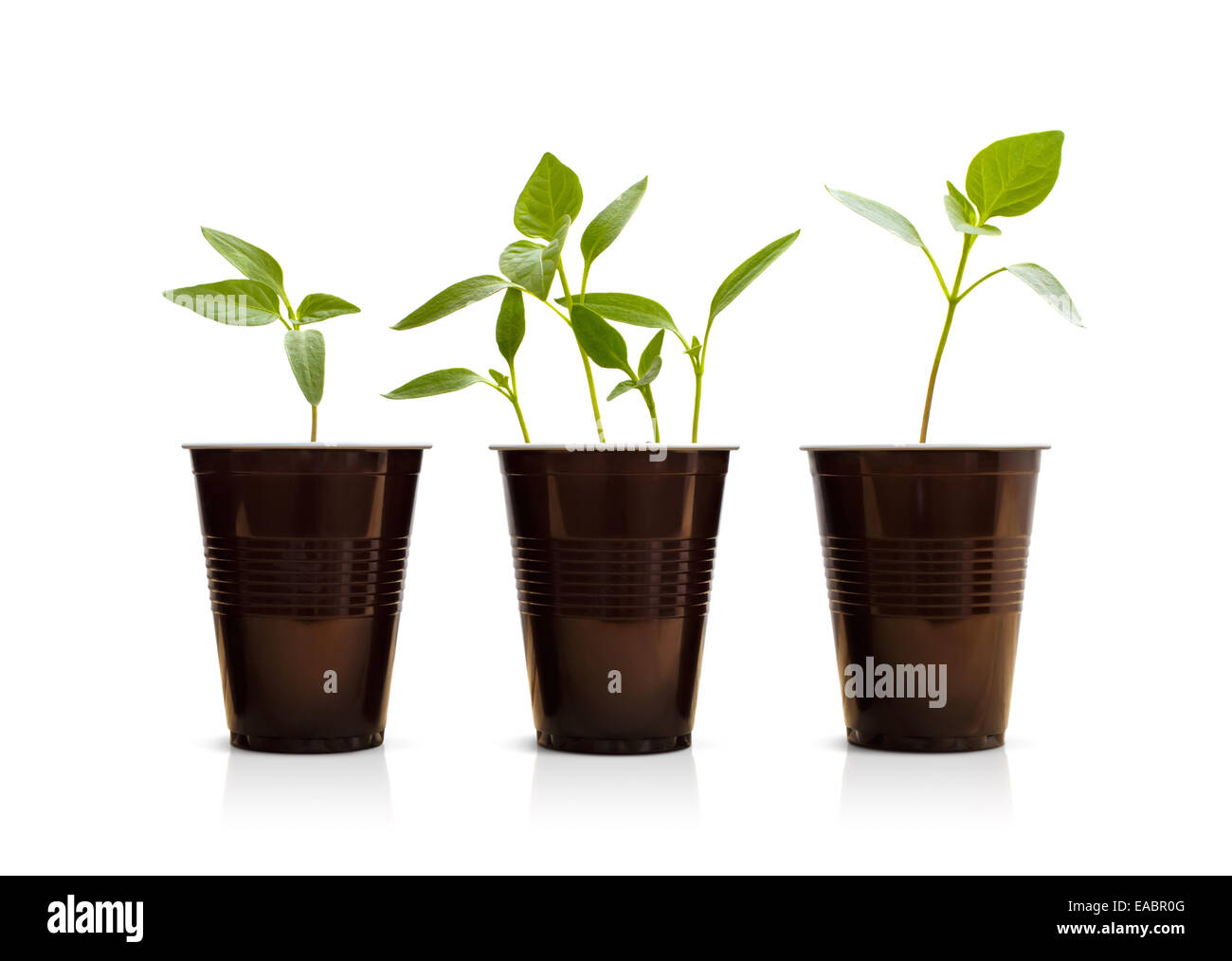 Small green plants in pots. Isolated on white Stock Photo - Alamy