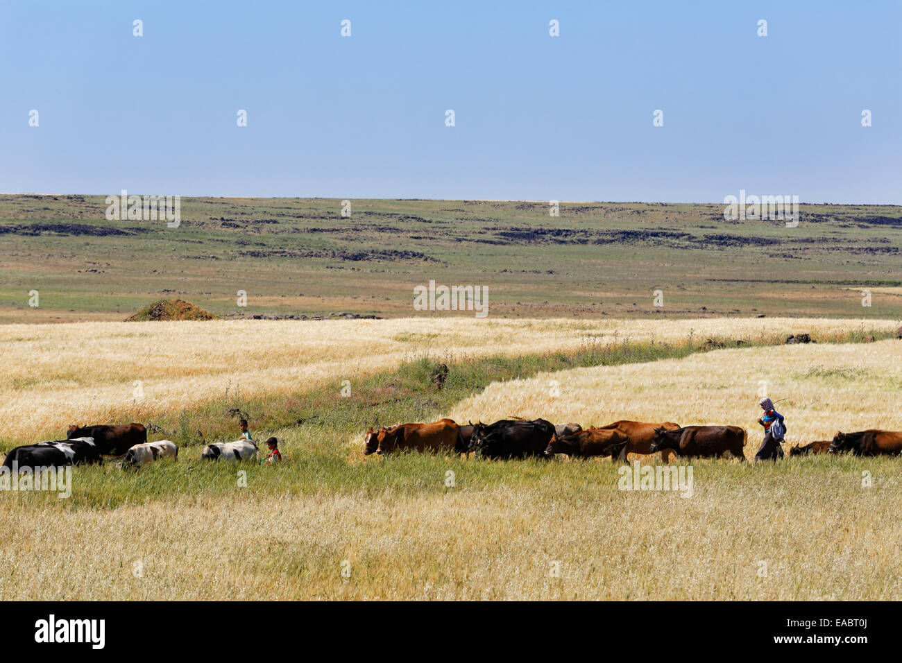 Domestic Cattle Turkey High Resolution Stock Photography and Images - Alamy