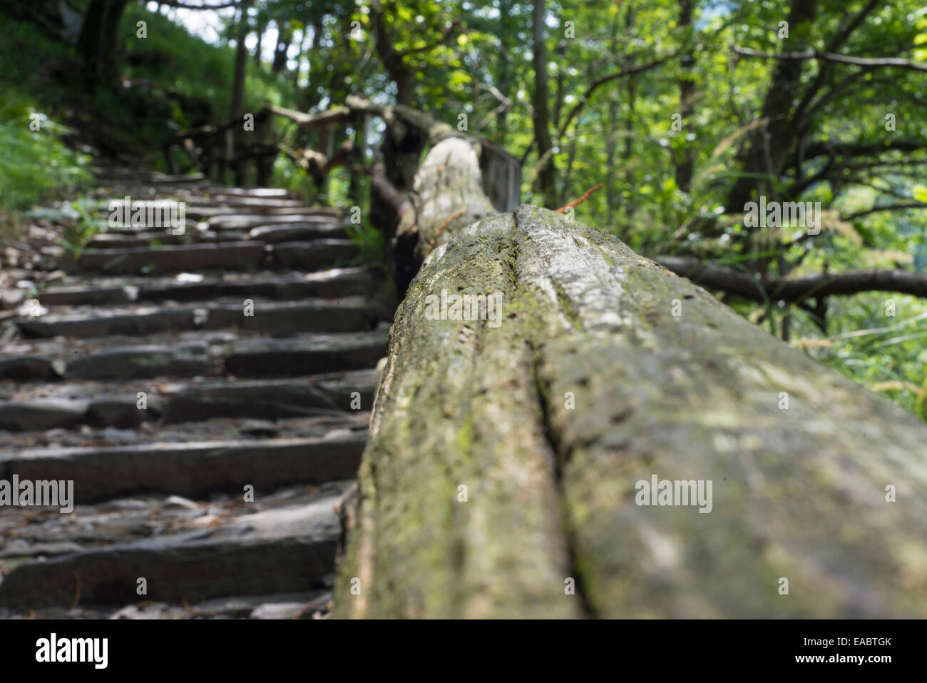 Track in the wood Stock Photo - Alamy