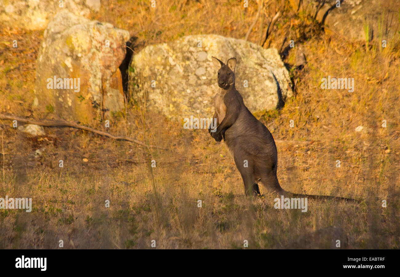Common Wallaroo (Macropus robustus), Capertee Valley, NSW, Australia ...