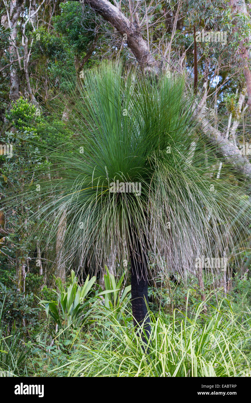Xanthorrhoea hi-res stock photography and images - Alamy