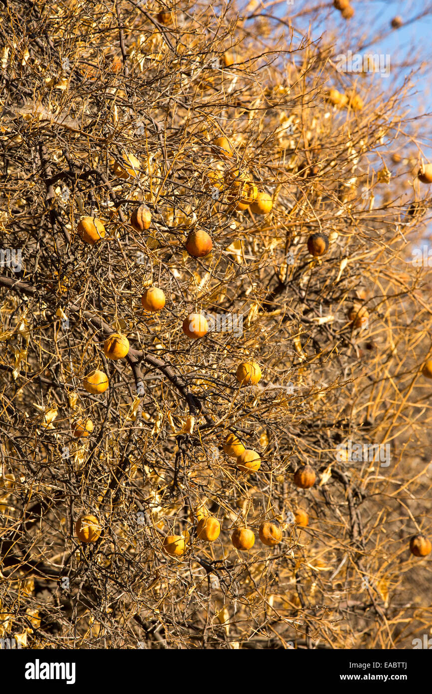 Abandoned dead and dying Orange trees that no longer have water to ...