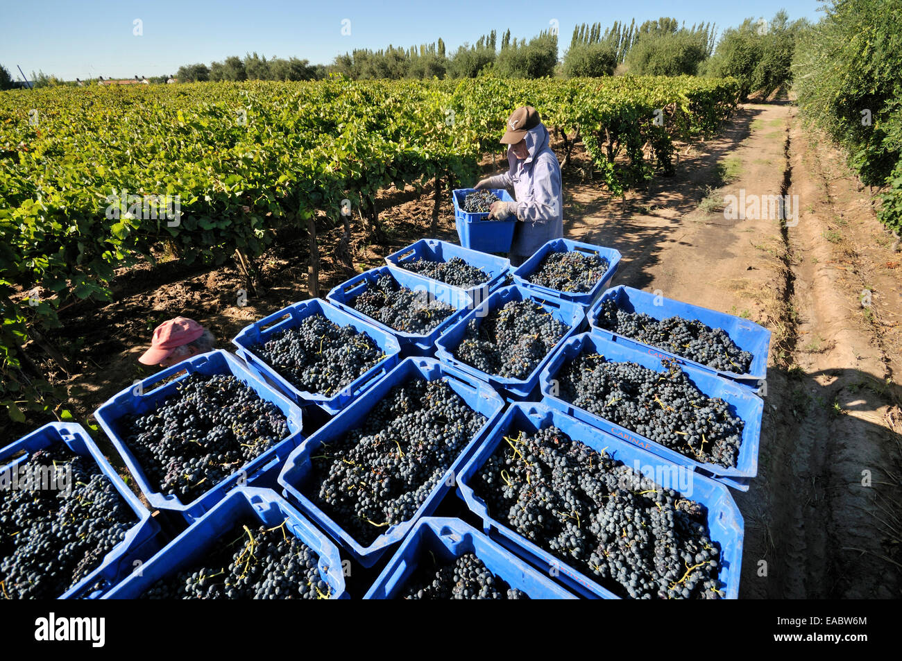 Argentina Mendoza Province Maipu harvest of grape variety Syrah Stock ...