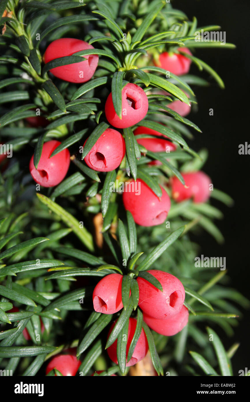 Yew Tree Berries