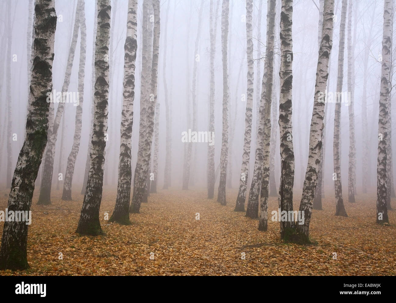 Mist and forest hi-res stock photography and images - Alamy