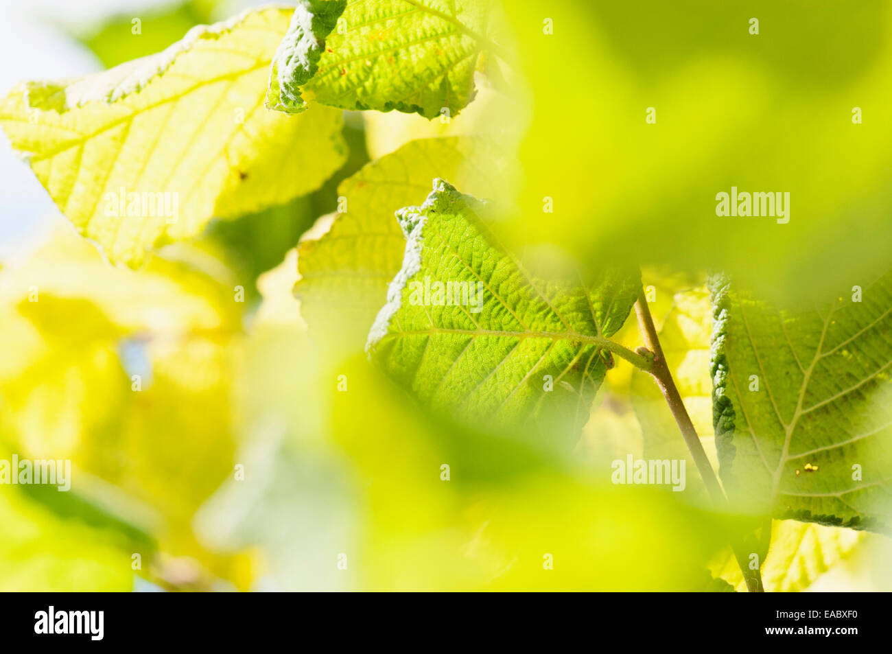 Hazel stem hi-res stock photography and images - Alamy