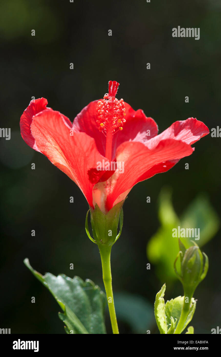 Hibiscus, Hibiscus, Red subject, Black background Stock Photo - Alamy