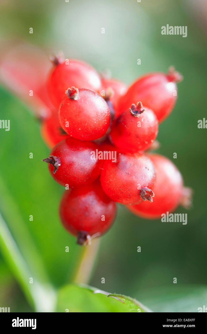 Honeysuckle, Lonicera periclymenum, Red subject Stock Photo - Alamy