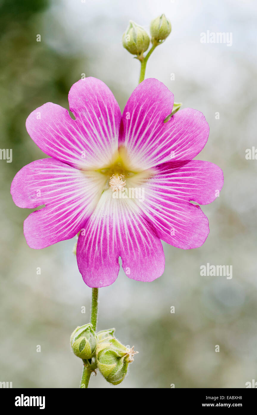 Mallow colour hi-res stock photography and images - Alamy