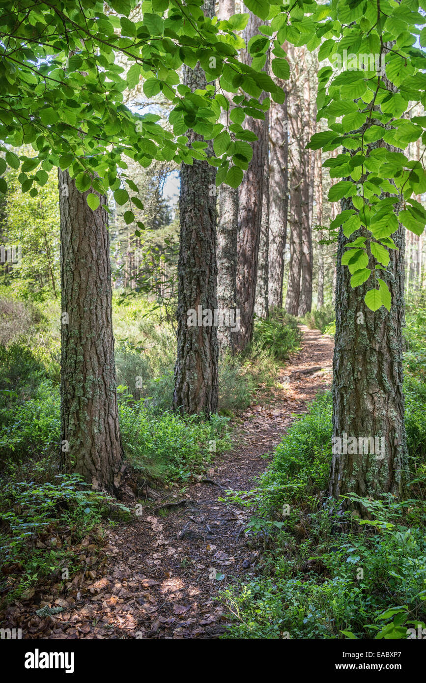 Forest path in Spring on the Loch Ness way in Scotland Stock Photo - Alamy