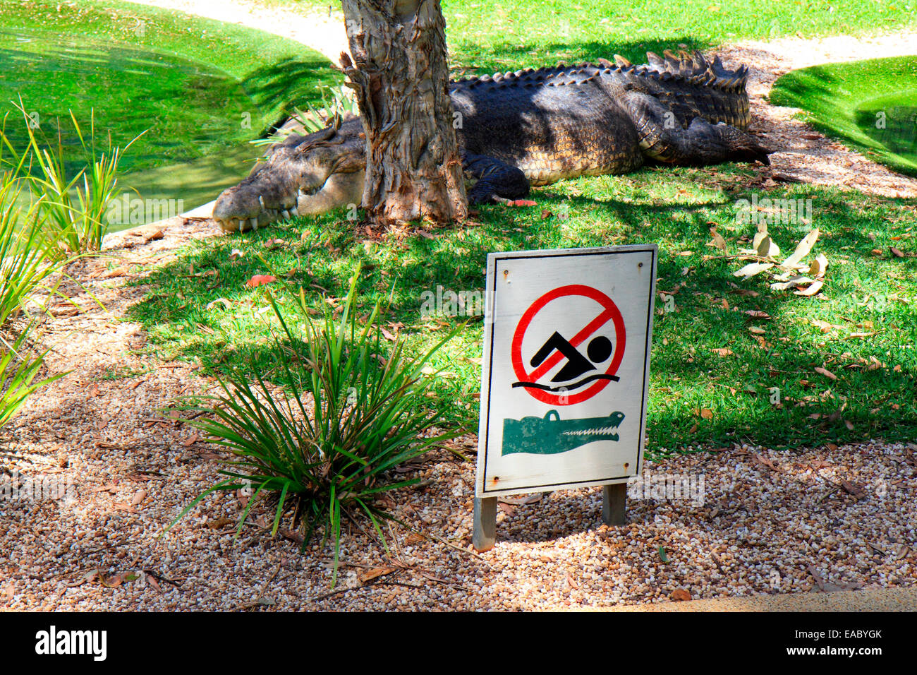 Humorous Alligator High Resolution Stock Photography and Images - Alamy