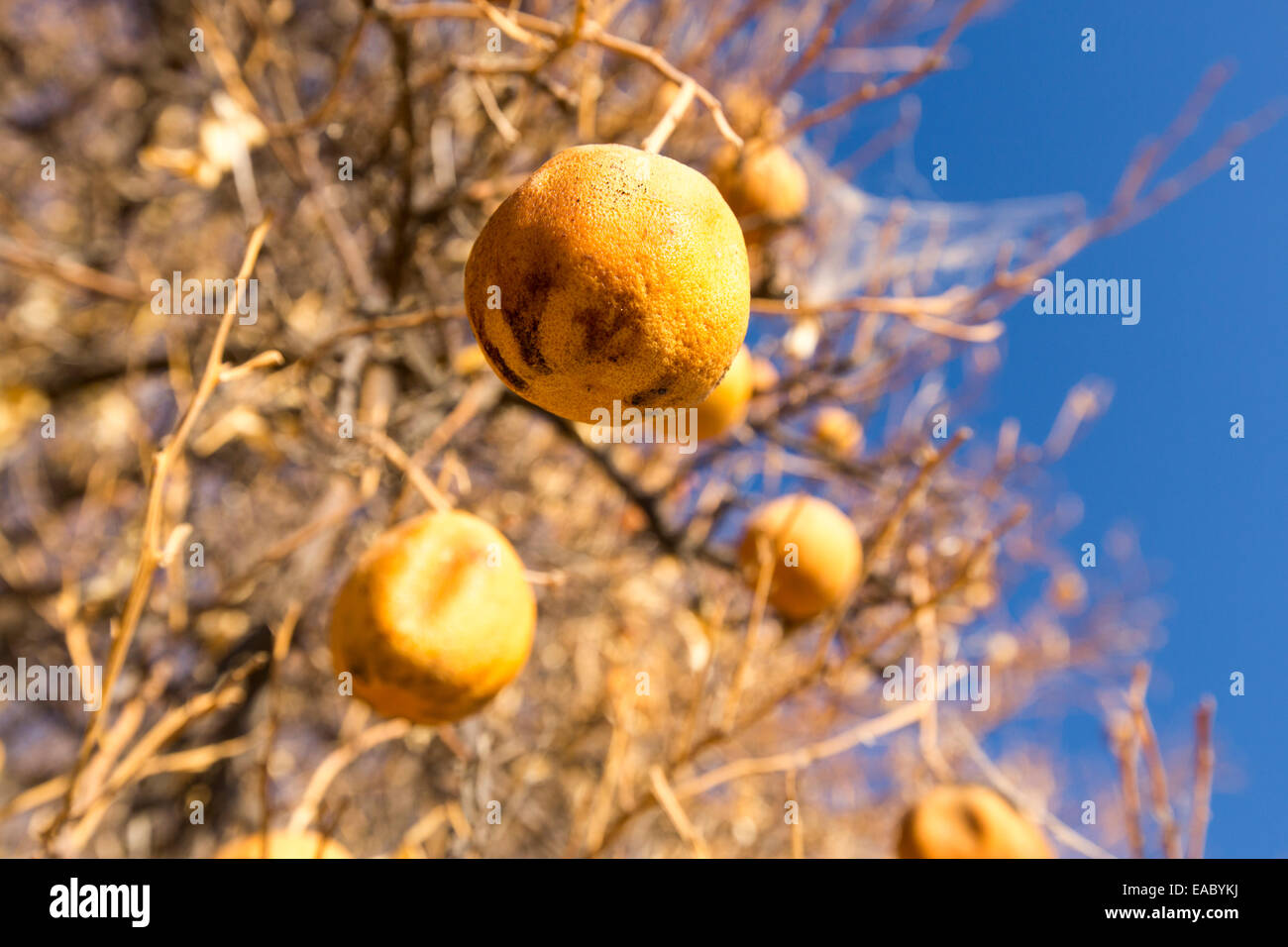 Abandoned dead and dying Orange trees that no longer have water to ...