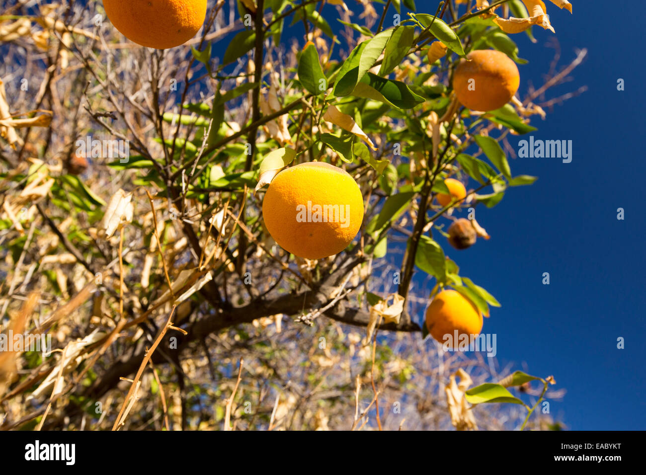 Abandoned dead and dying Orange trees that no longer have water to ...