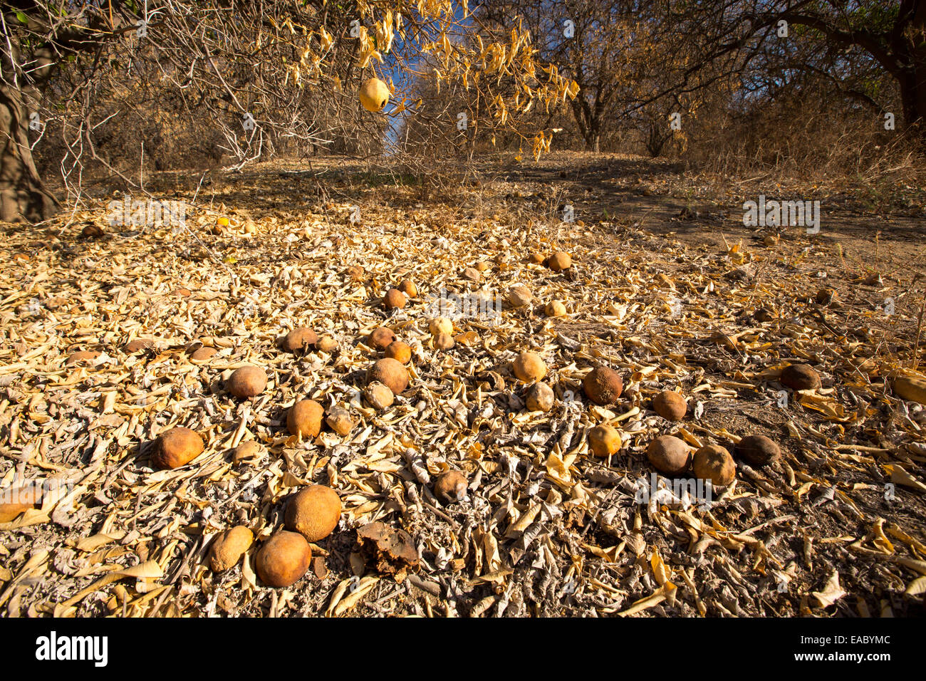 Abandoned dead and dying Orange trees that no longer have water to ...