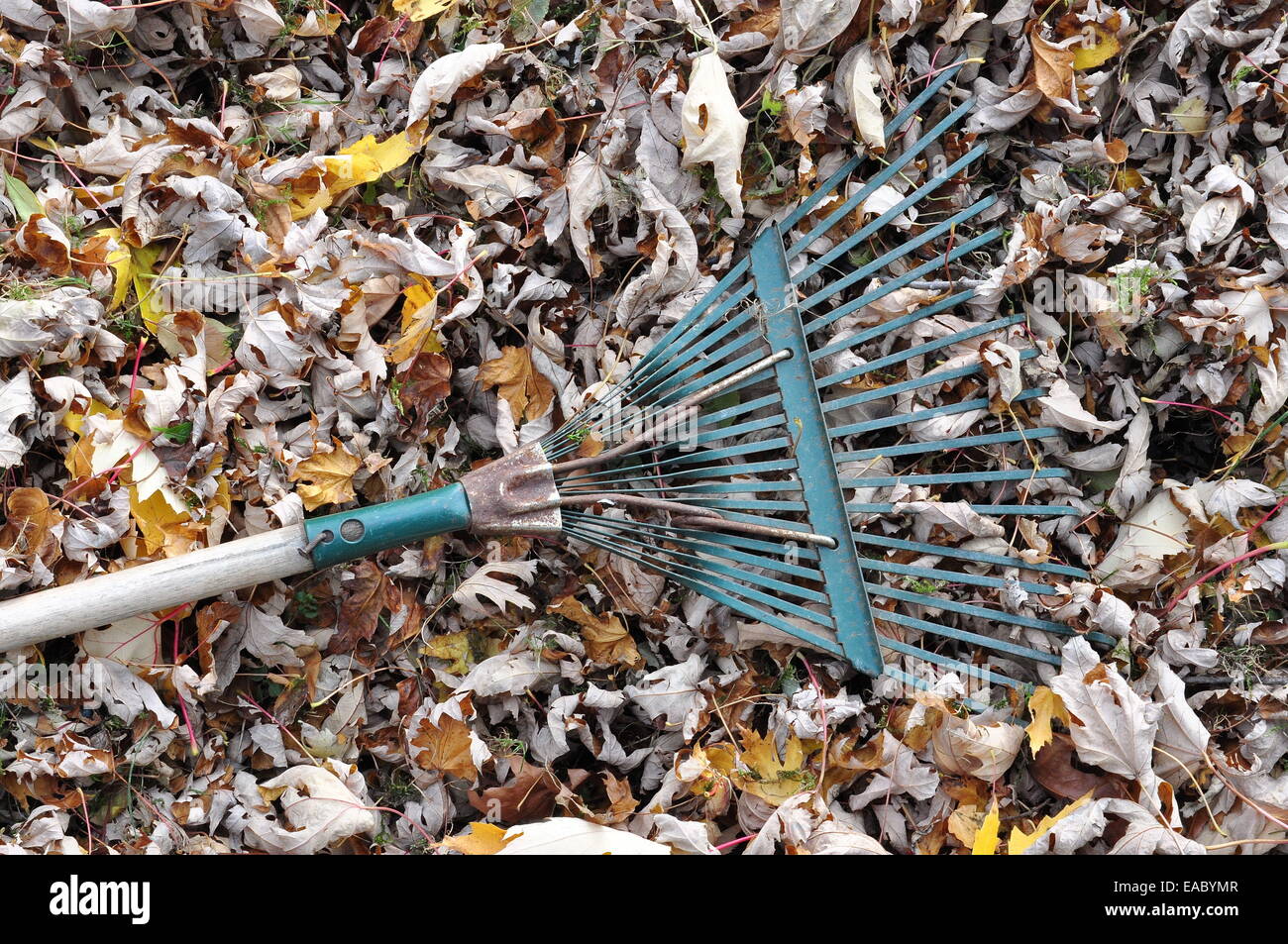 Rake fallen leaves autumn hi-res stock photography and images - Alamy