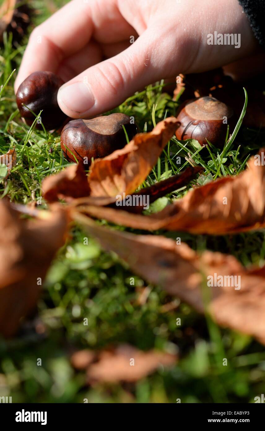 Picking chestnuts, Germany, 27. October 2014. Photo: Frank May Stock ...