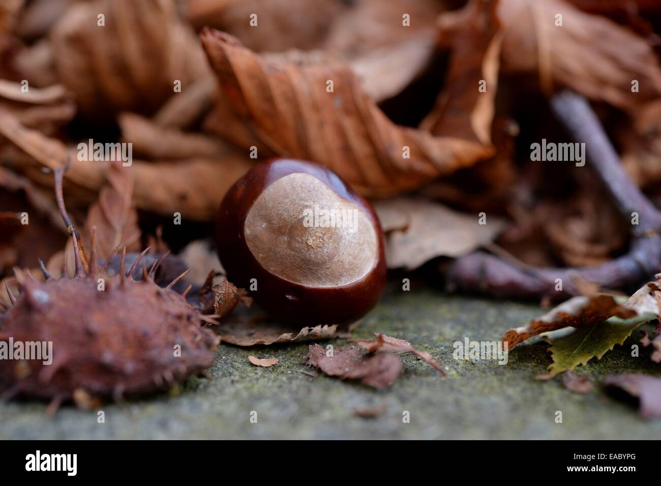 Picking chestnuts, Germany, 27. October 2014. Photo: Frank May Stock ...