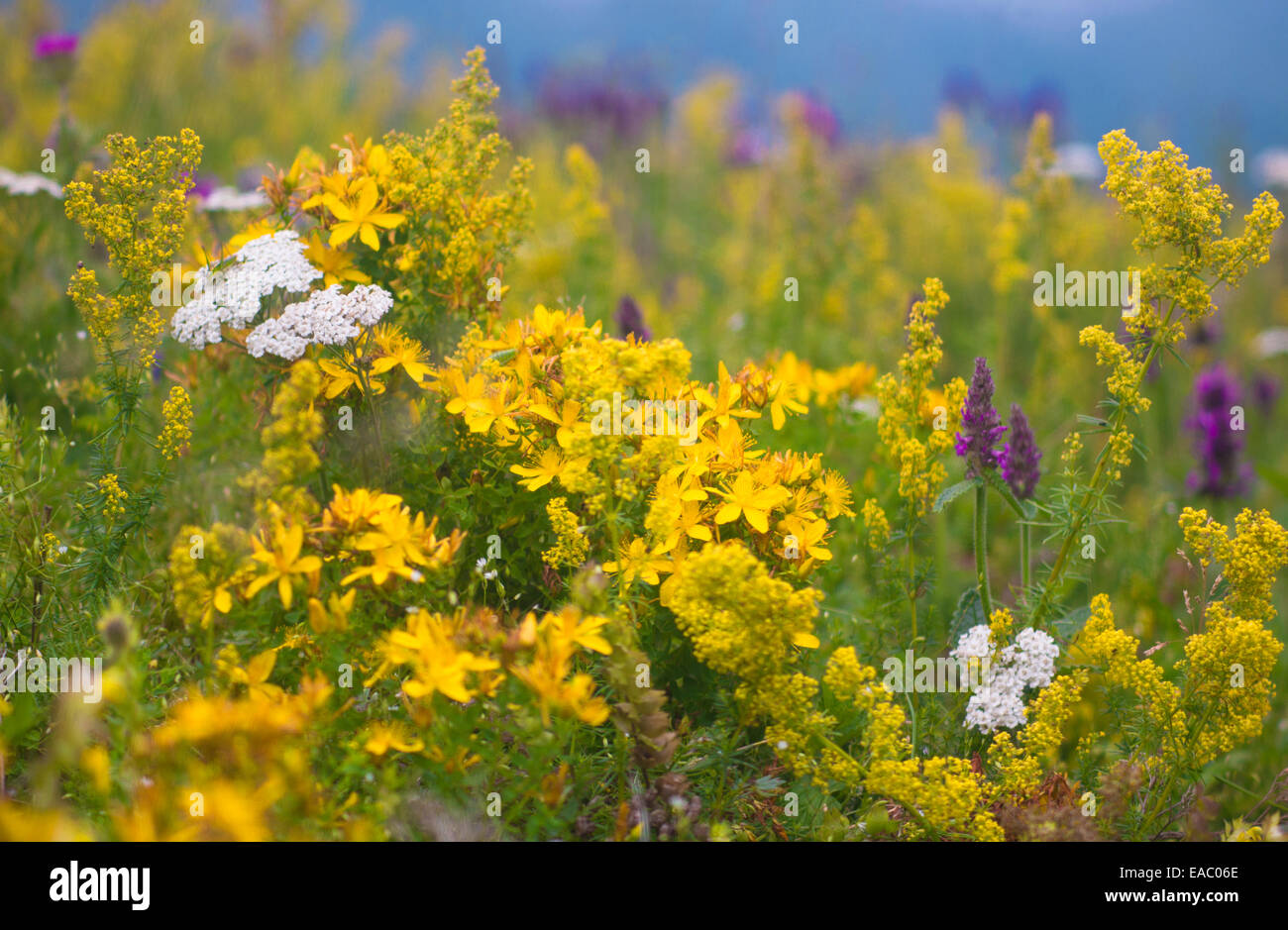 Wildflower balkan hi-res stock photography and images - Alamy