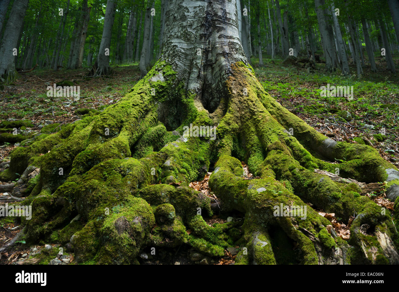 The powerful roots of an ancient beech tree rooted firmly in the ground ...
