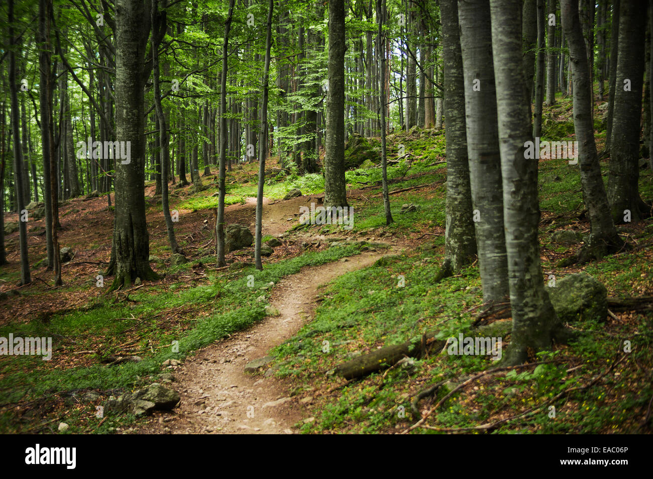 Windy path going through the forest Stock Photo - Alamy