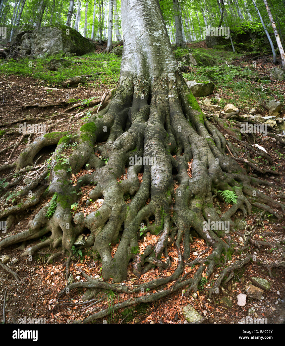 The powerful roots of an ancient beech tree rooted firmly in the ground ...