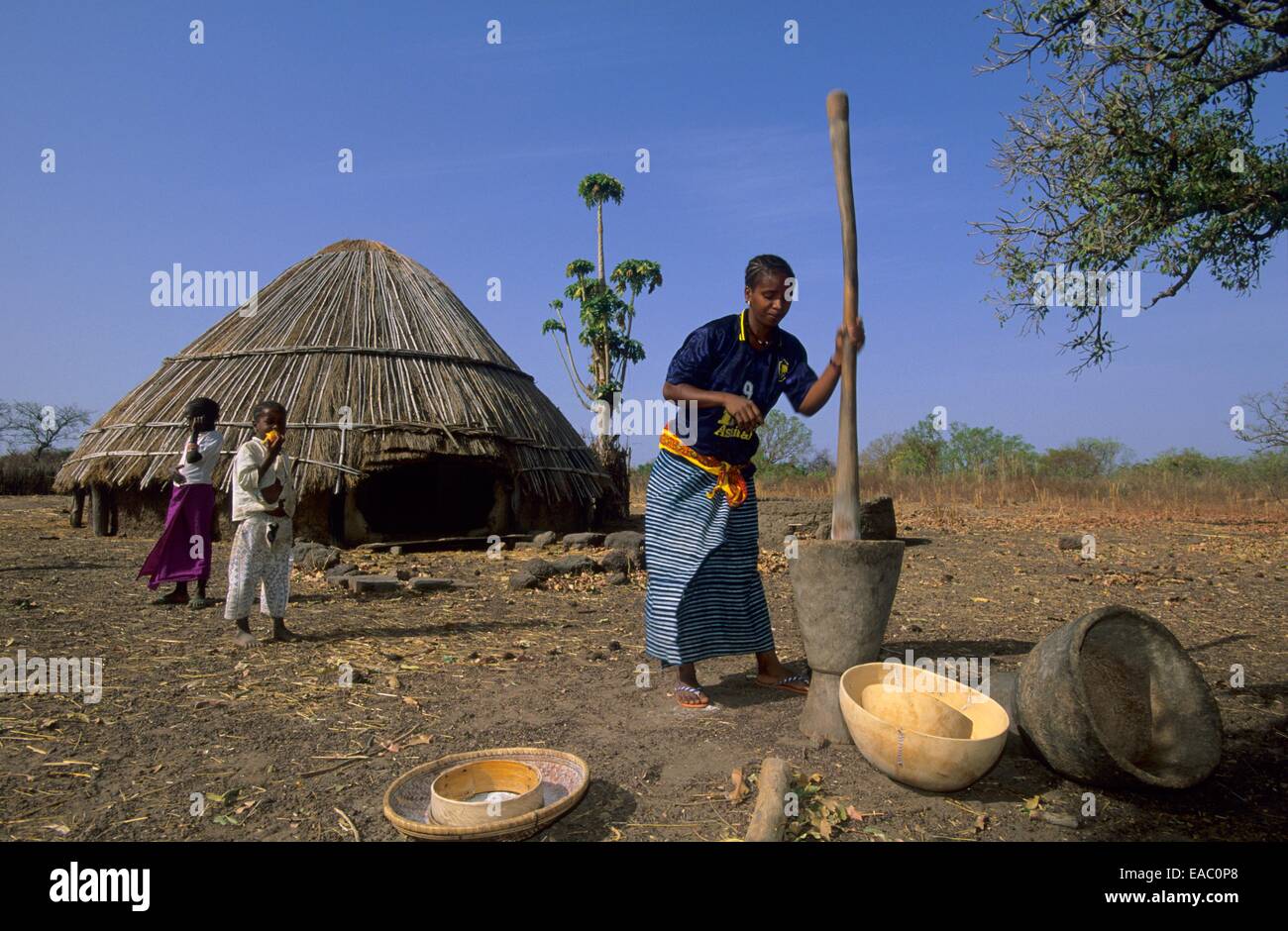 Looting of cassava, isolated village, Bassari country, Senegal, West ...