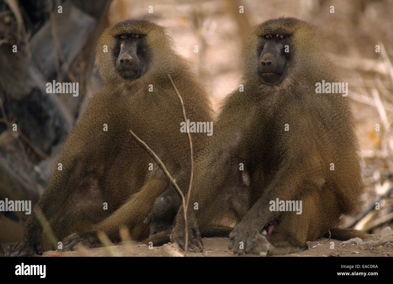 Guinea baboon monkey (Papio papio), National park of Niokolo Koba ...