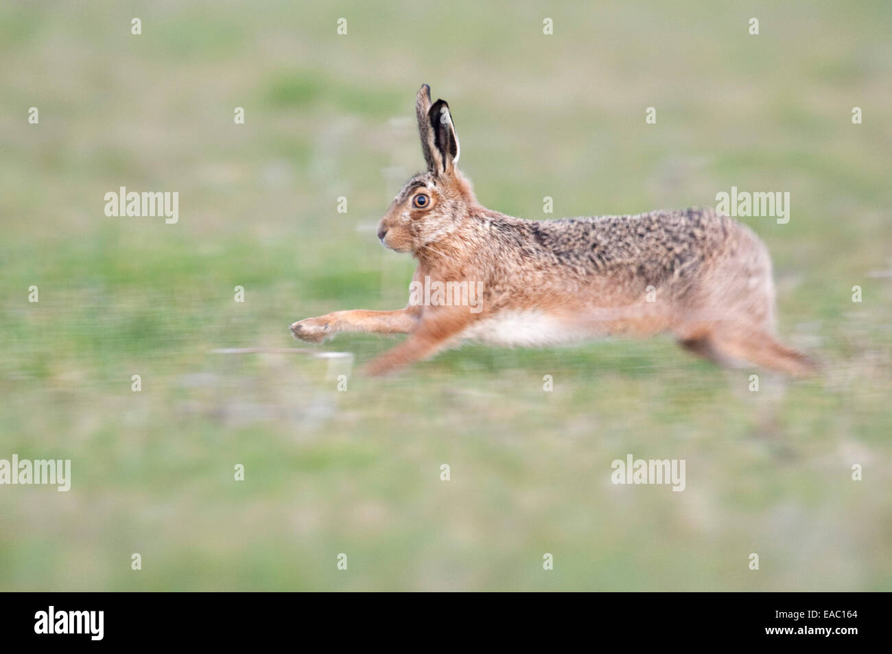 Hare leaping hi-res stock photography and images - Alamy