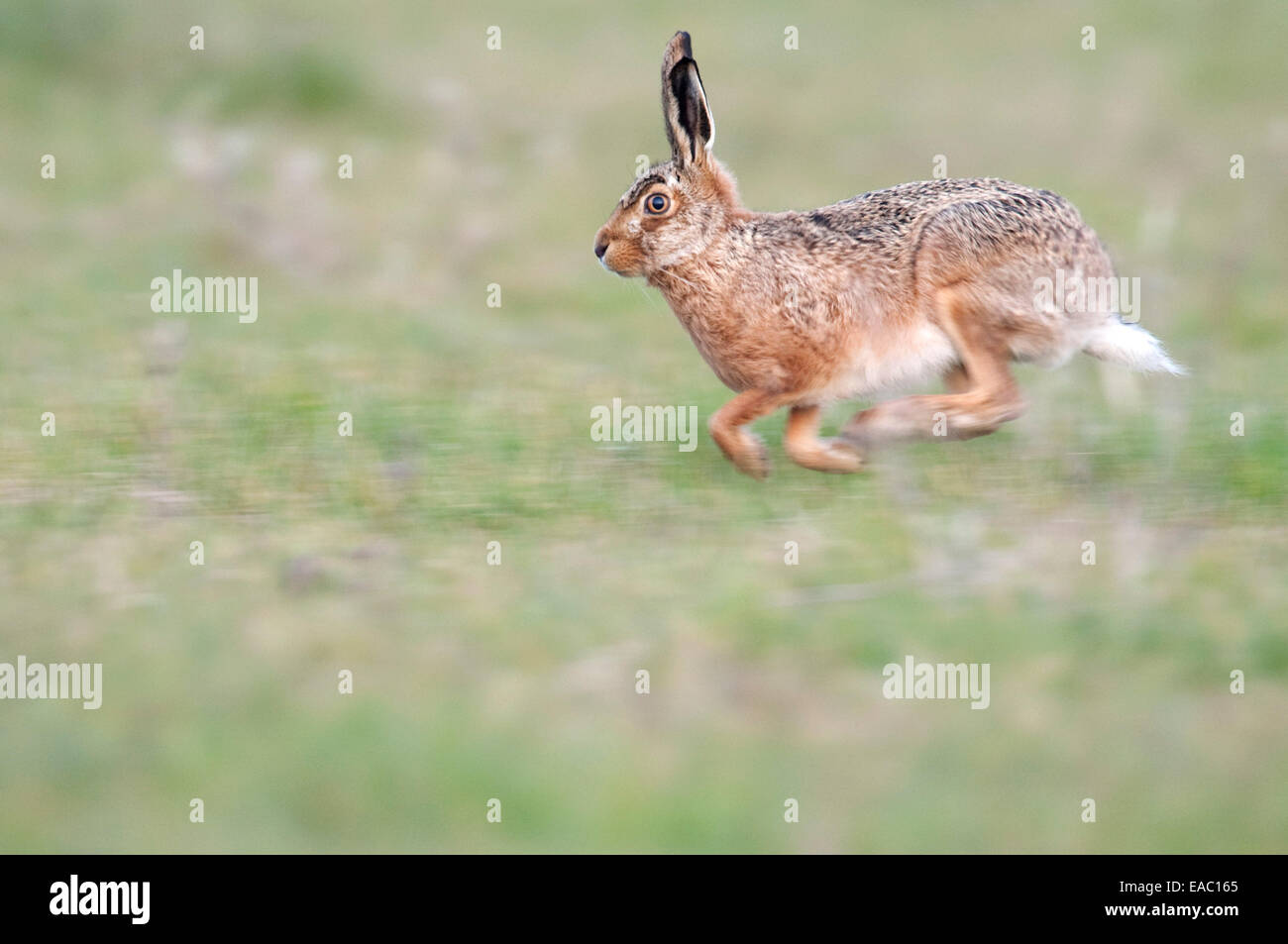 Hare leaping hi-res stock photography and images - Alamy